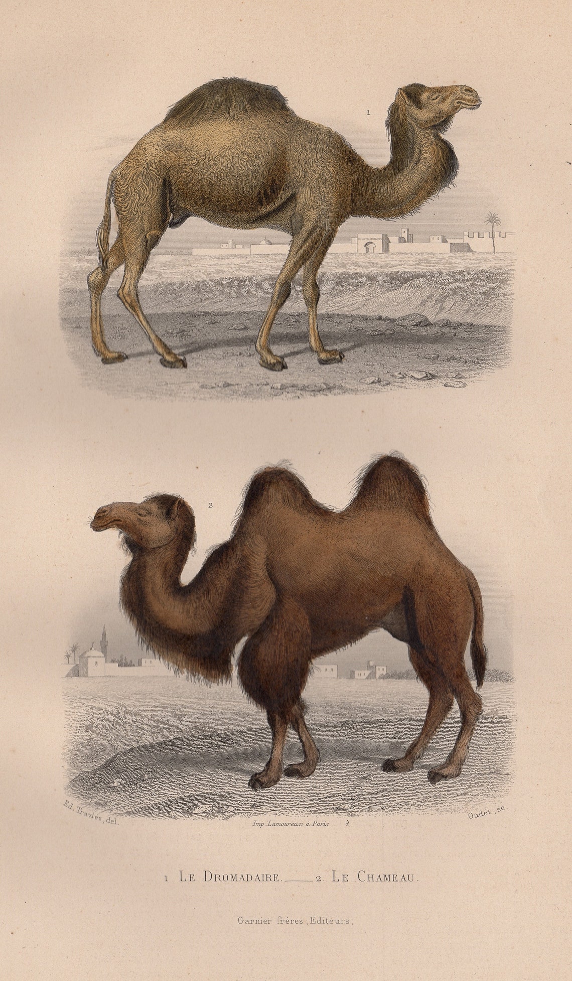 Rare Original Antique Camels Hand Colored Engraving From - Etsy