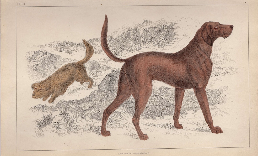 1856 Rare Antique Original Dogs Print History of Earth and Animated ...