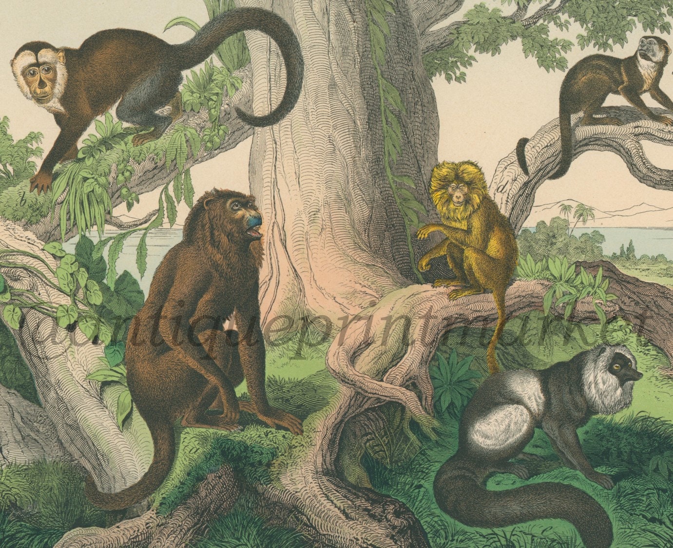 1889 Large Format Antique Monkeys Howler Monkey Jungle Apes Primates ...