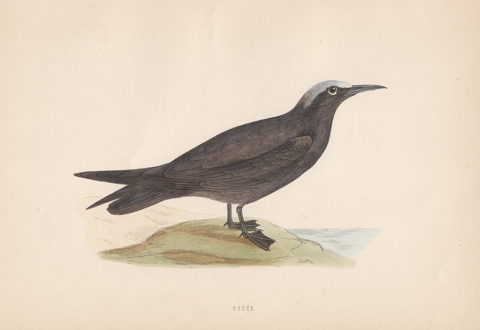 Antique Origina Noddy Rev F Morris A History of British Birds Volume VI ...