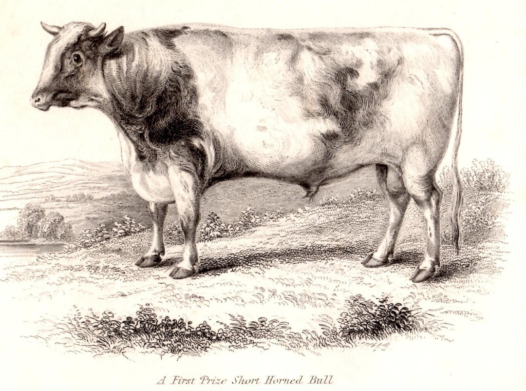 1852 Cattle Engraving Shorthorn Bull Aberdeenshire Polled Angus Farming ...