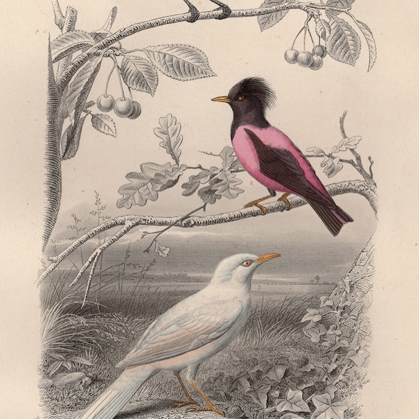 Bird Engraving - Etsy