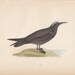 Antique Origina Noddy Rev F Morris A History of British Birds Volume VI ...