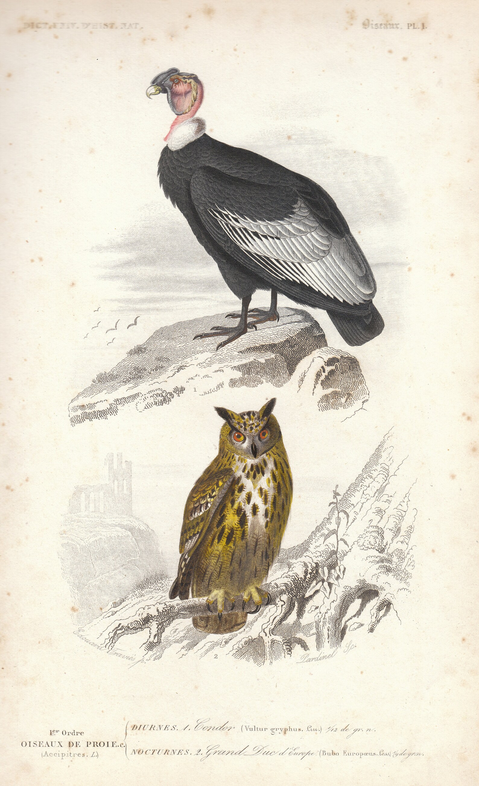 Rare Antique Original Owl Vulture 1849 Print Charles Dorbigny ...
