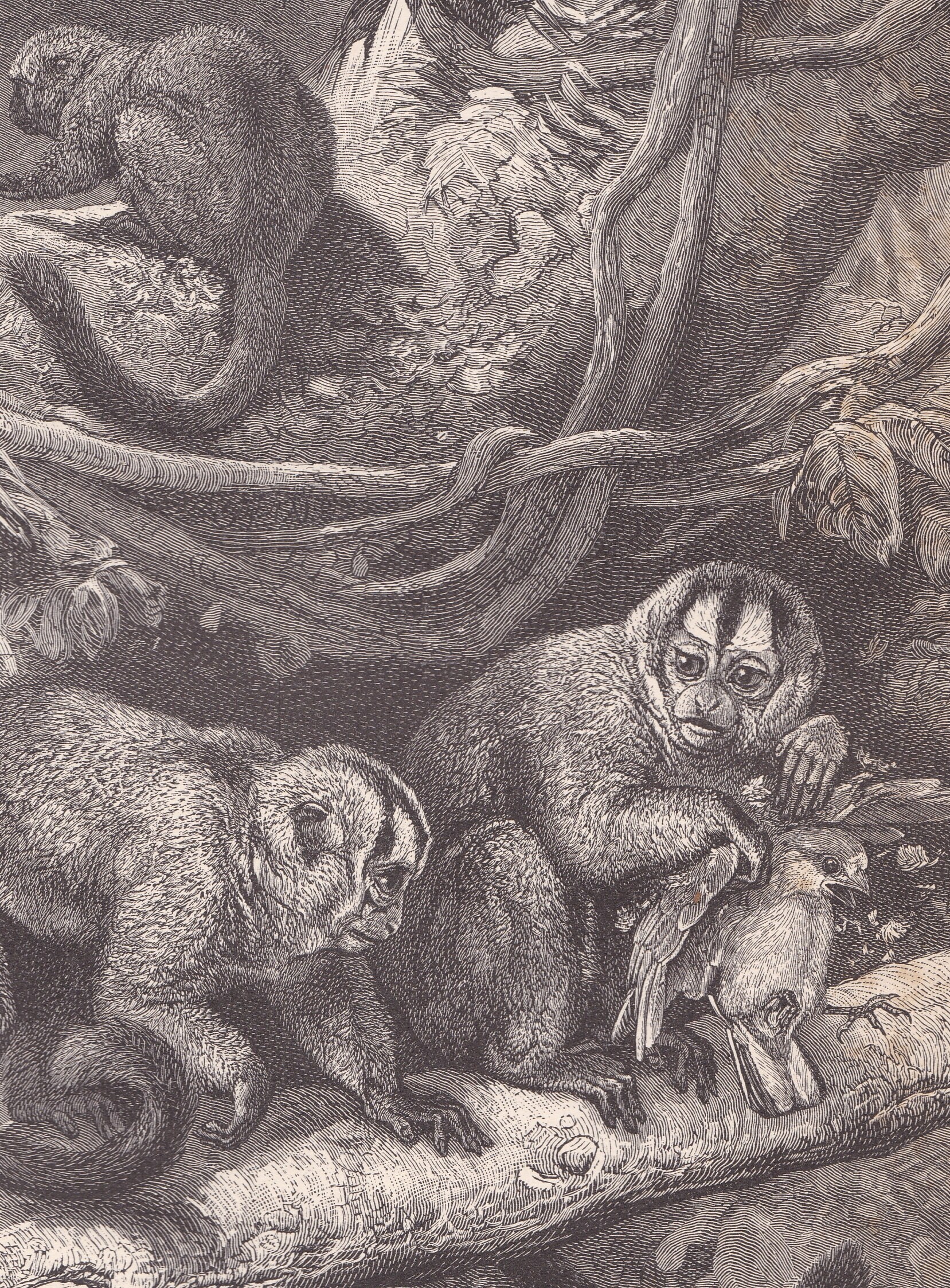 1900 Original Antique Night Monkey Family Eating Bird Primates Monkey ...