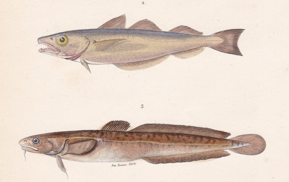 Original Antique Cod Fish Print Engraving Works of Cuvier and Lacepede ...