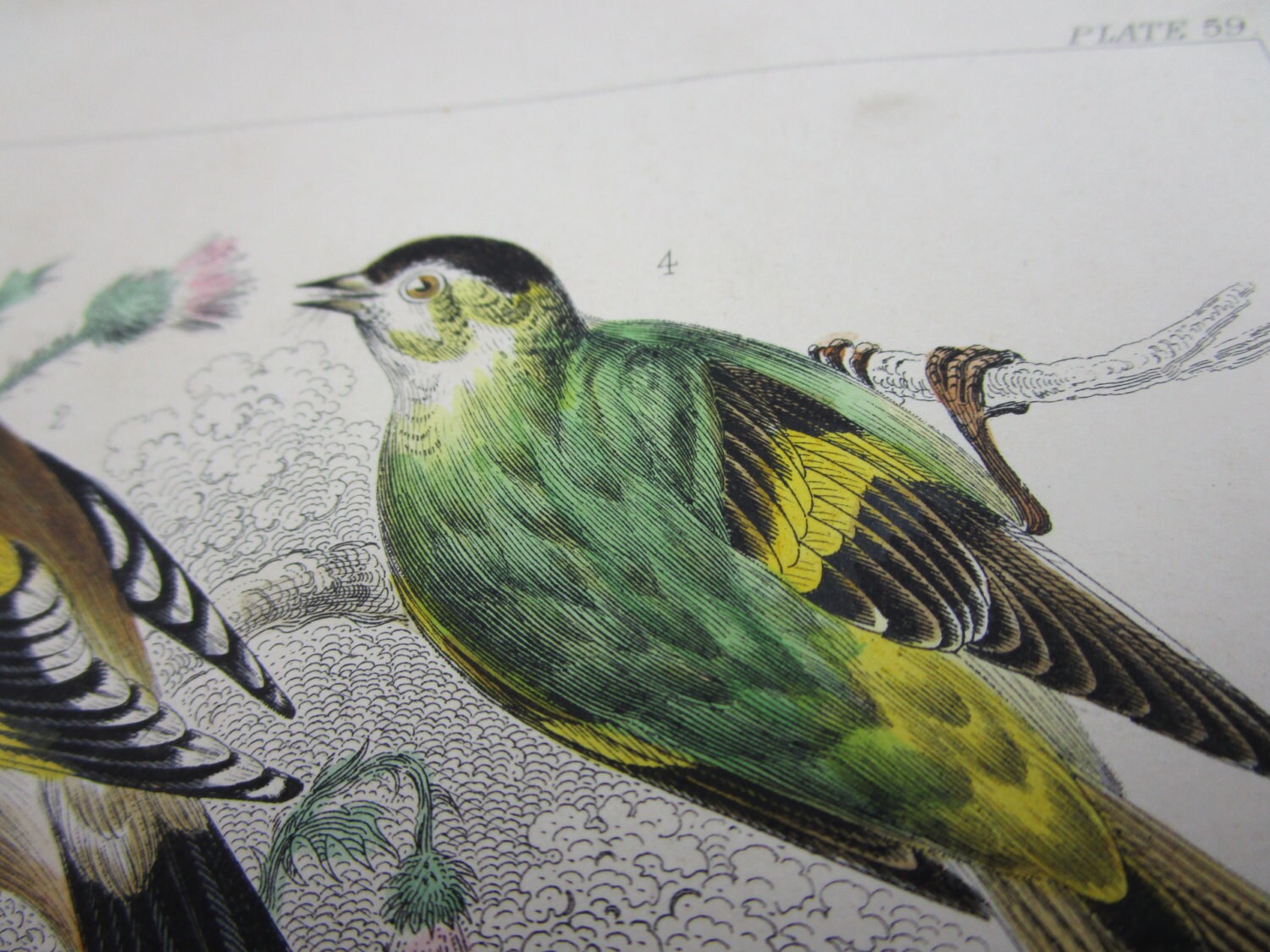 1857 Rare Antique Finch Siskin Wren Species Original Print A History of ...