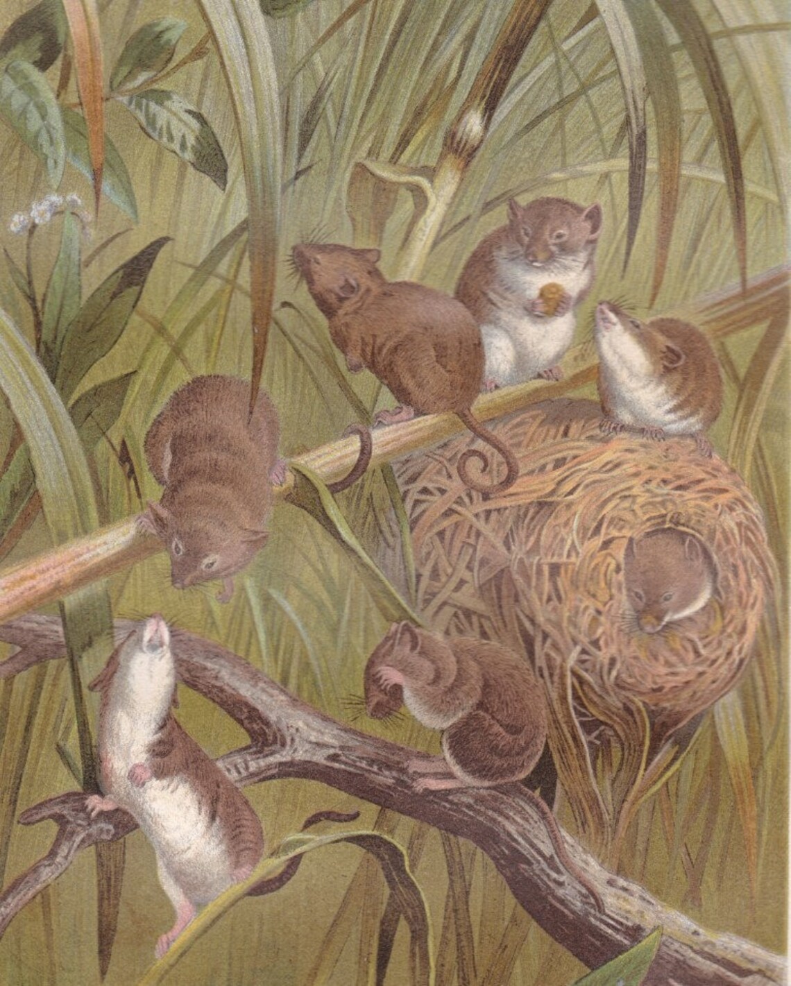 1883 Rare Antique Desert Harvest Mouse Mice Original Print ...