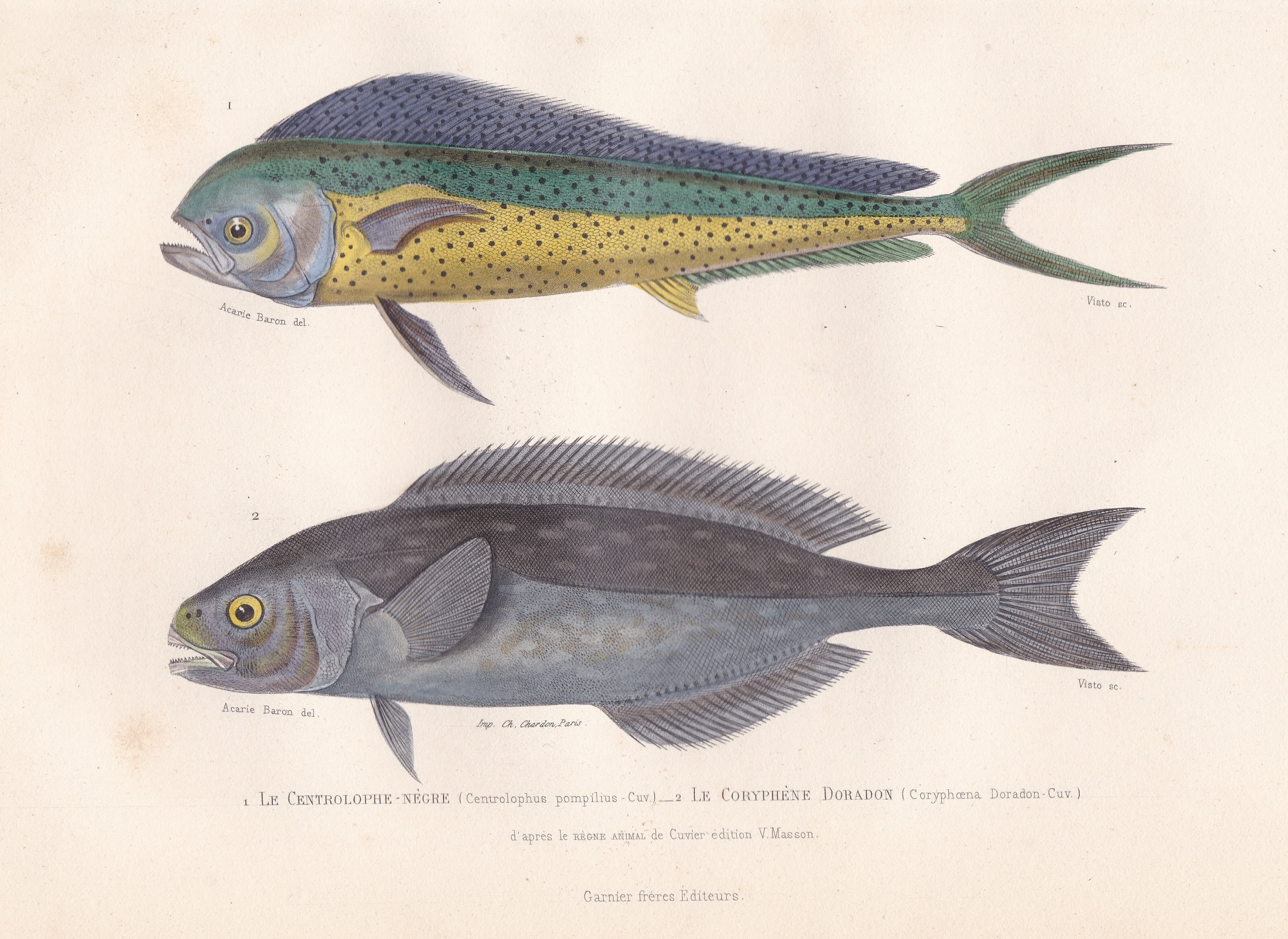 Original Antique Dorado Fish Print French Engraving Hand Colored Works ...