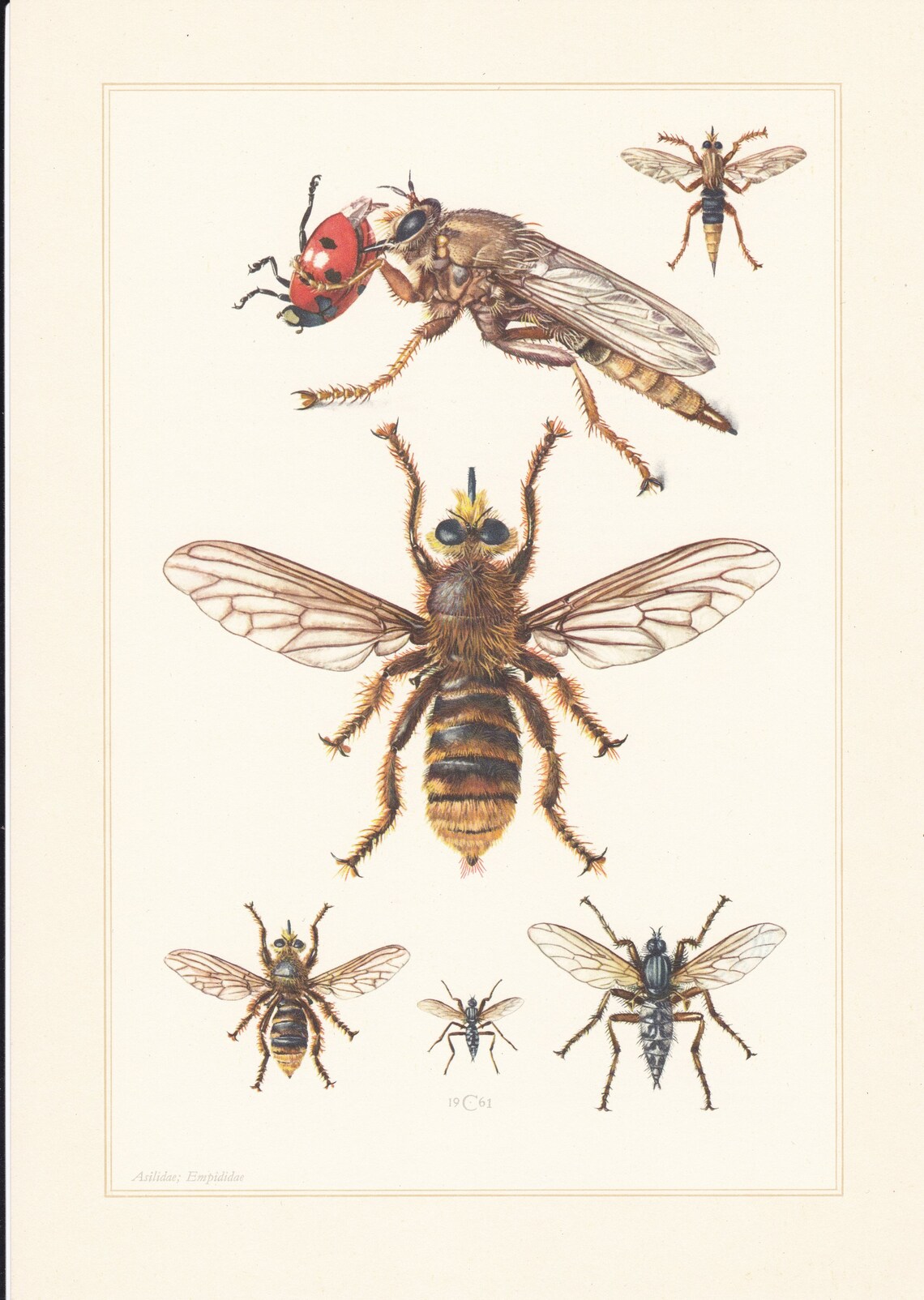 Original Vintage 1961 Wasps Insect Print Insectes D'europe - Etsy