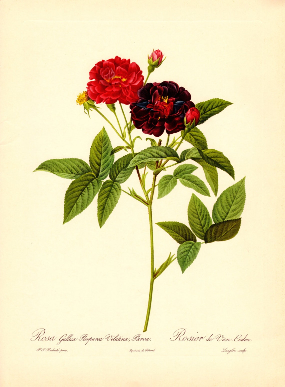 Beautiful Original Vintage Rare Large Series Pierre Joseph Redoute Rose ...