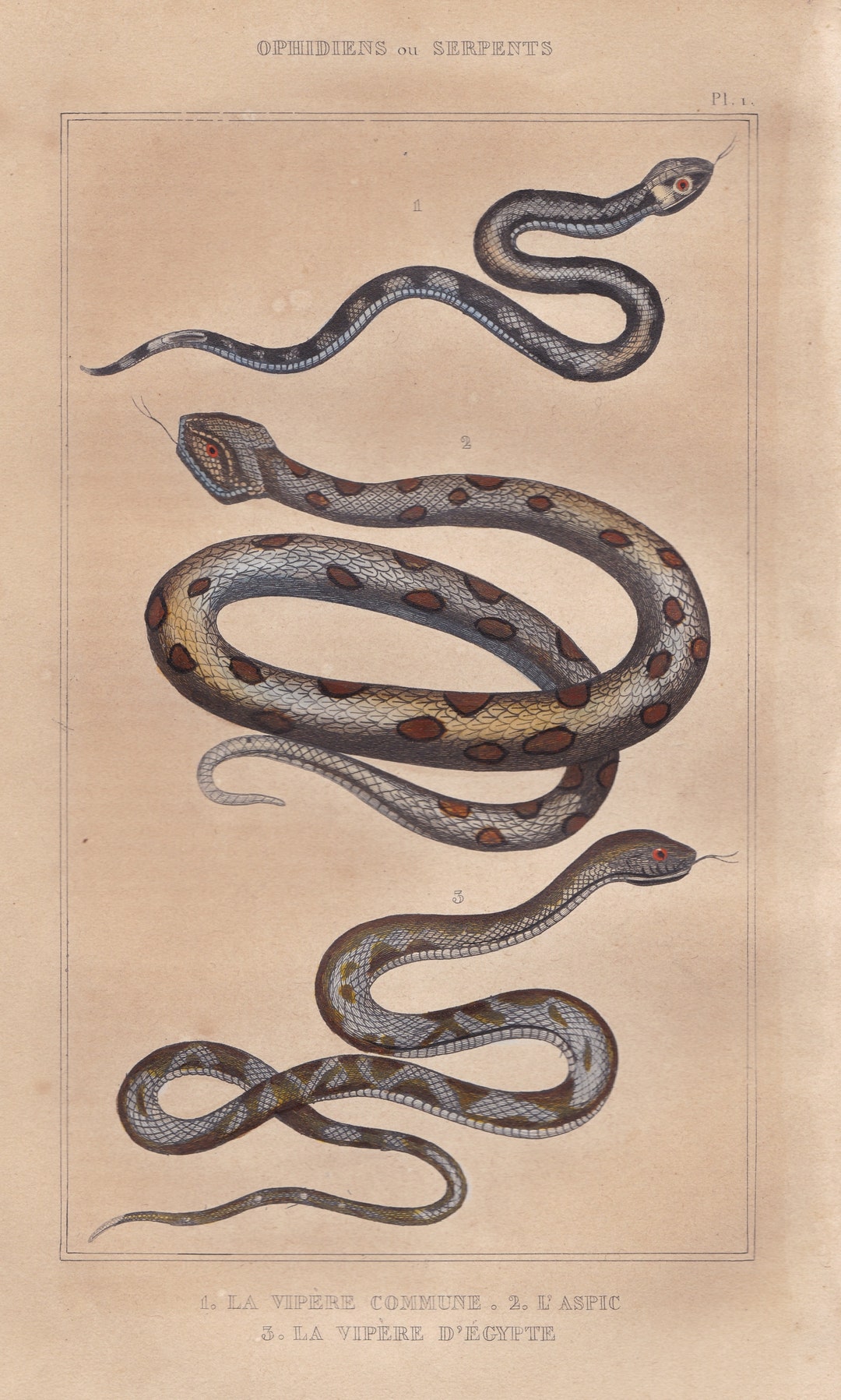 Antique Snake Engraving: Hand-colored French Serpents Print, 1836 - Etsy