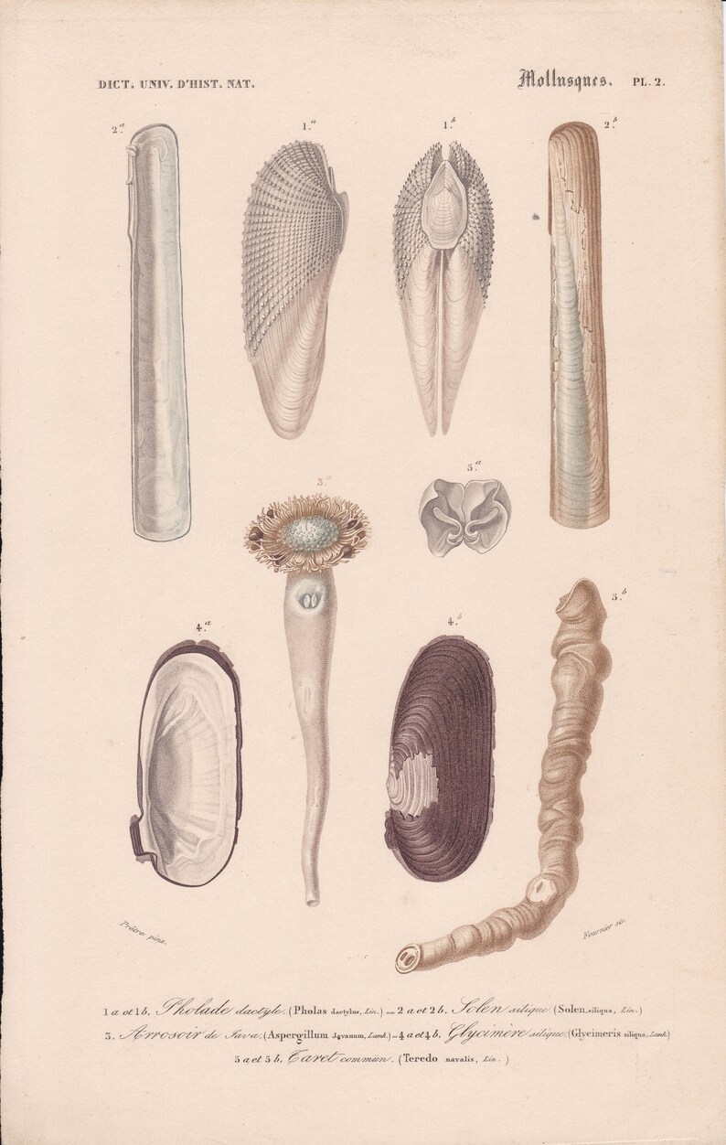 Antique Original Shell Barnacle Anatomy Print Charles D’orbigny ...