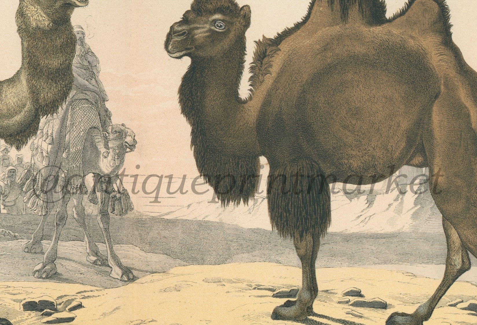 1889 Large Format Antique Camels Desert Print Poster Book Plate Von ...