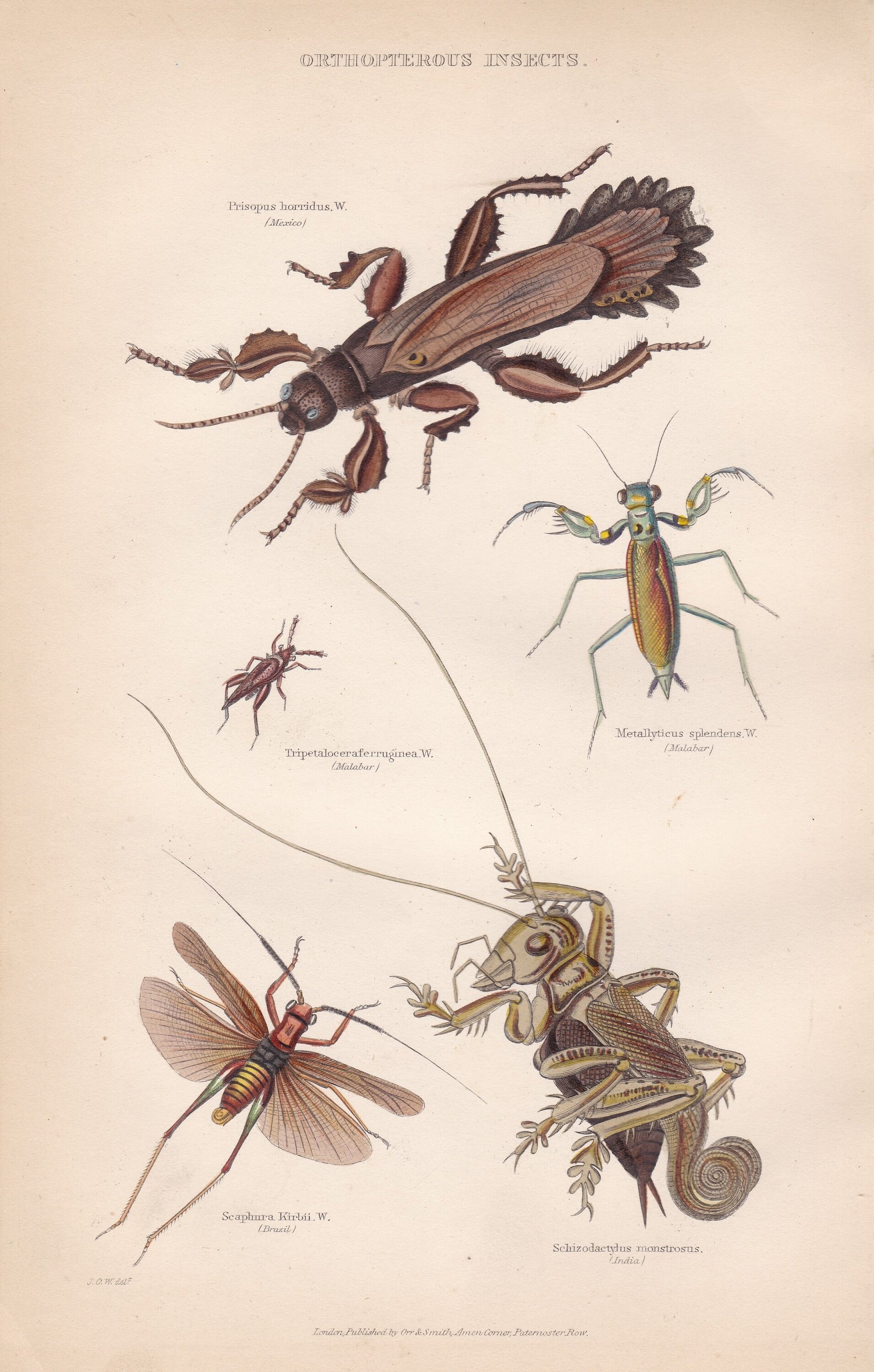 Rare Antique Original Stick Insect Praying Mantis Asian Cricket 1851 ...