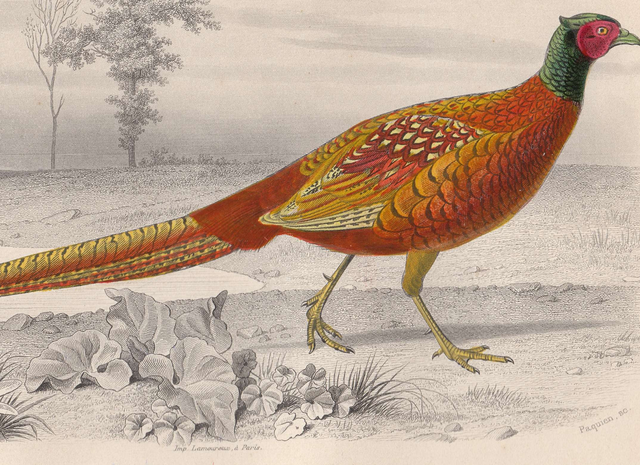 Rare Original Antique Pheasant Game Bird Hand Colored Engraving From ...