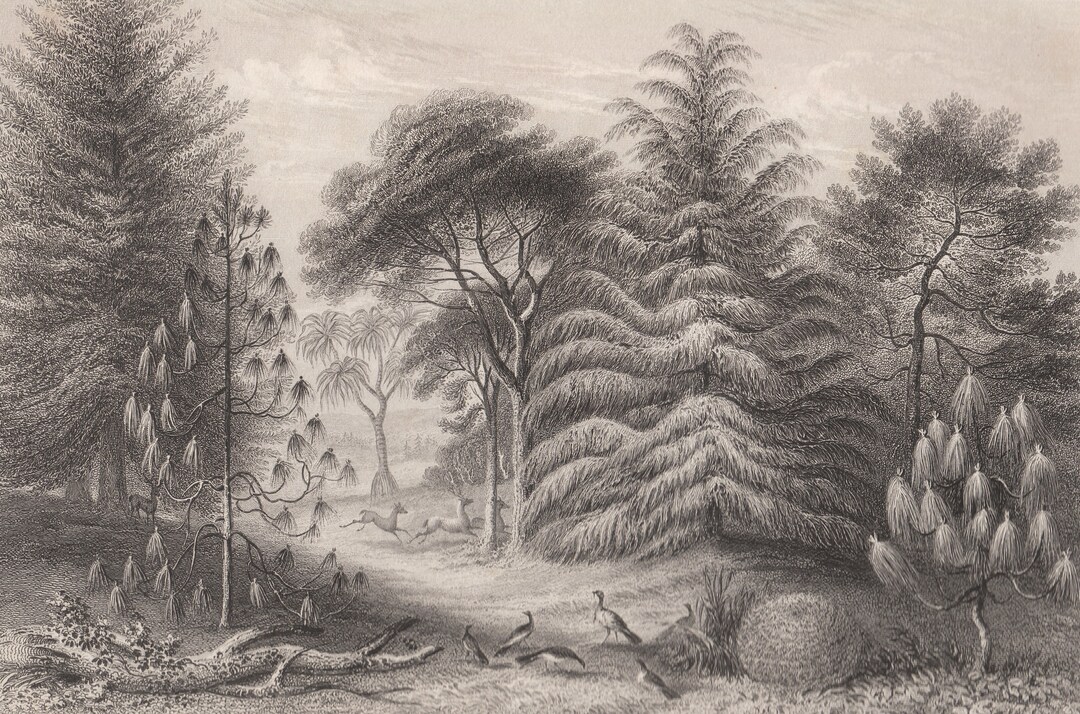 Rare 1862 Antique Original Pine Trees Forest Engraving the Vegetable ...