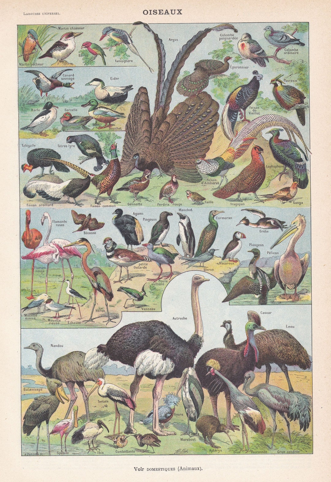 Original French Birds Lithograph From LAROUSSE Nouveau Larousse ...