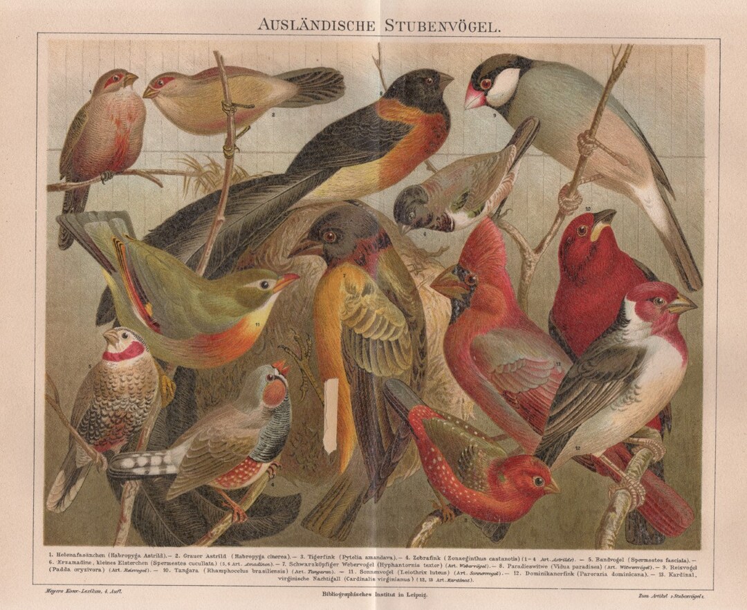 Antique 1900s Exotic Birds Finches Ornithology German Chromolithograph ...