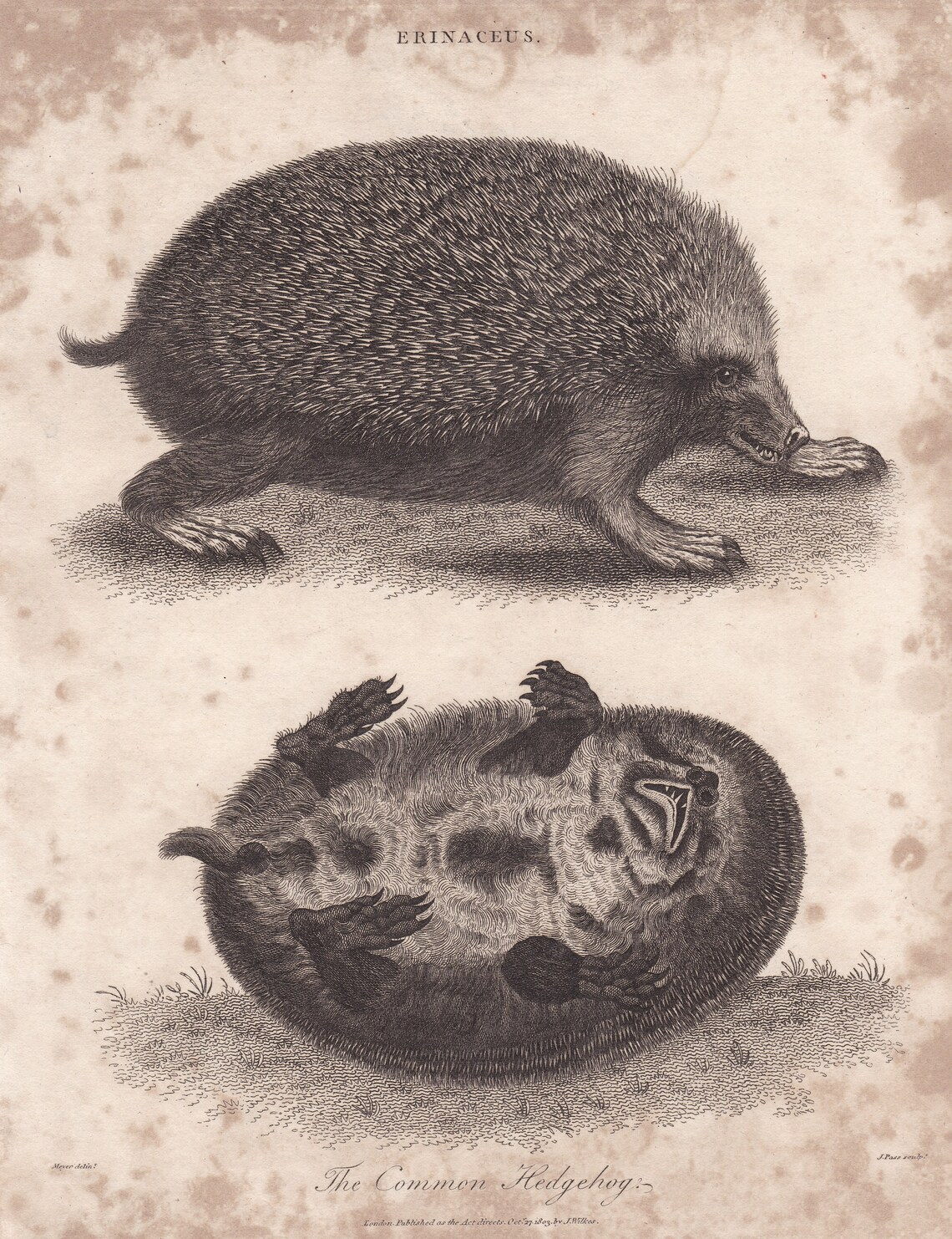 Antique Hedgehog Original Steel Engraving 1800s Superb Patina Wildlife ...