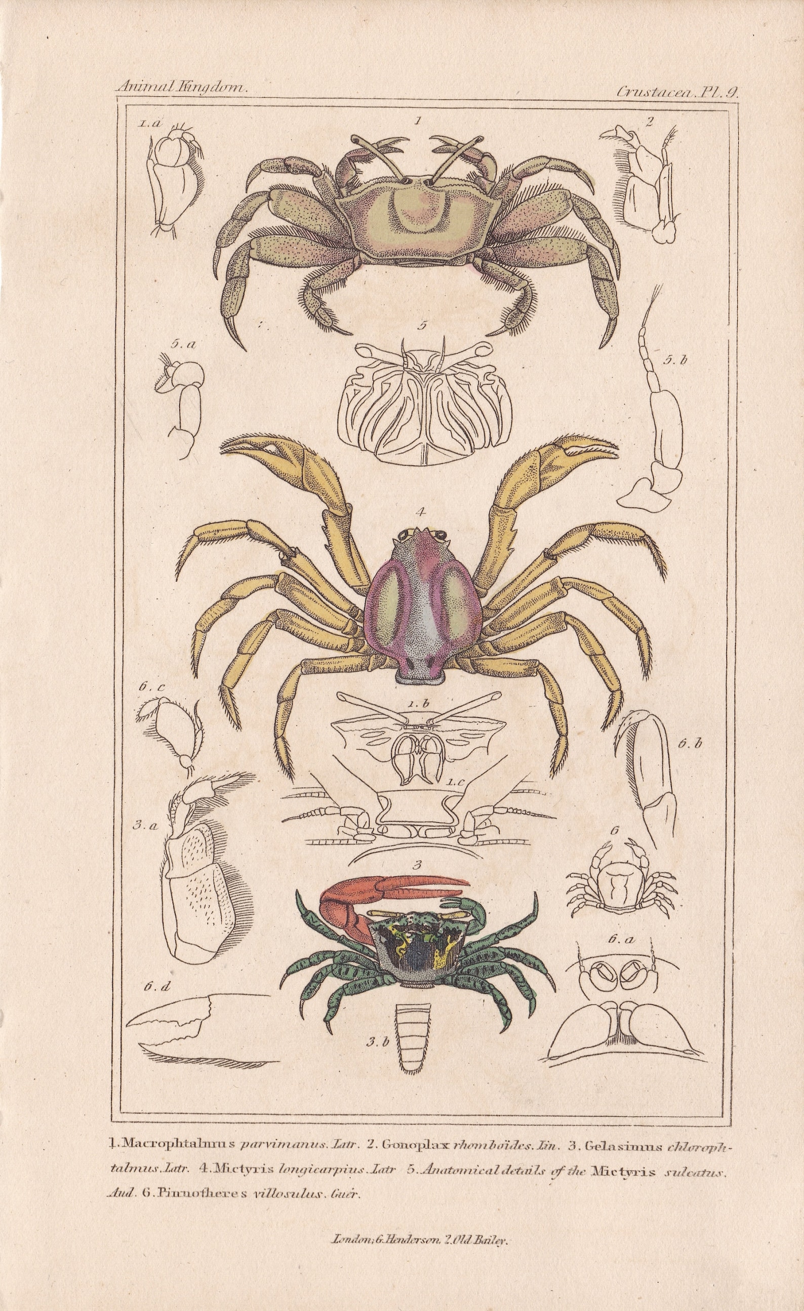 1834 Antique Crabs Original Engraving Antique Crustacean Plate - Etsy