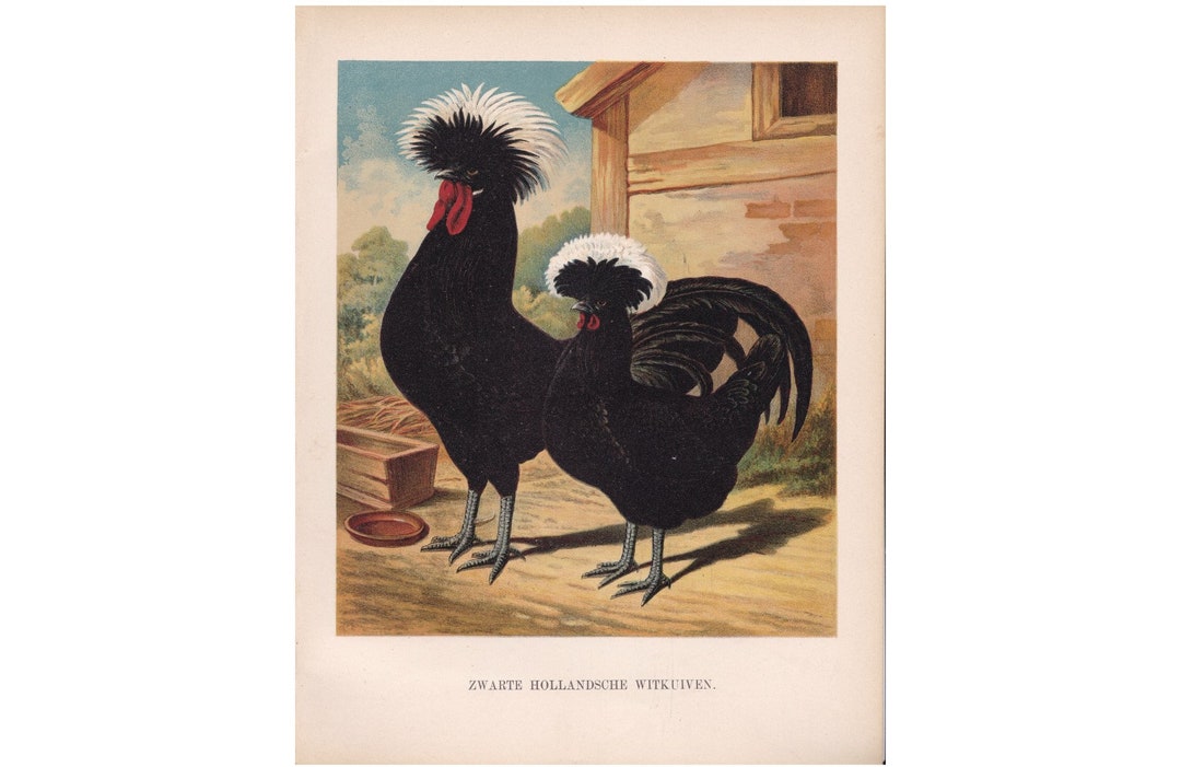 Antique Farmyard Chickens Hens Rooster Country Life Farming Eggs ...