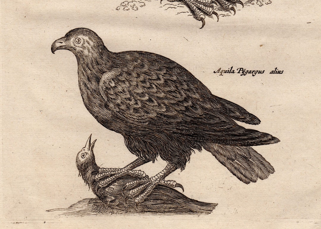 1657 Antique Hawks Eagles Buzzard Falcon Bird of Prey Bird Engraving ...