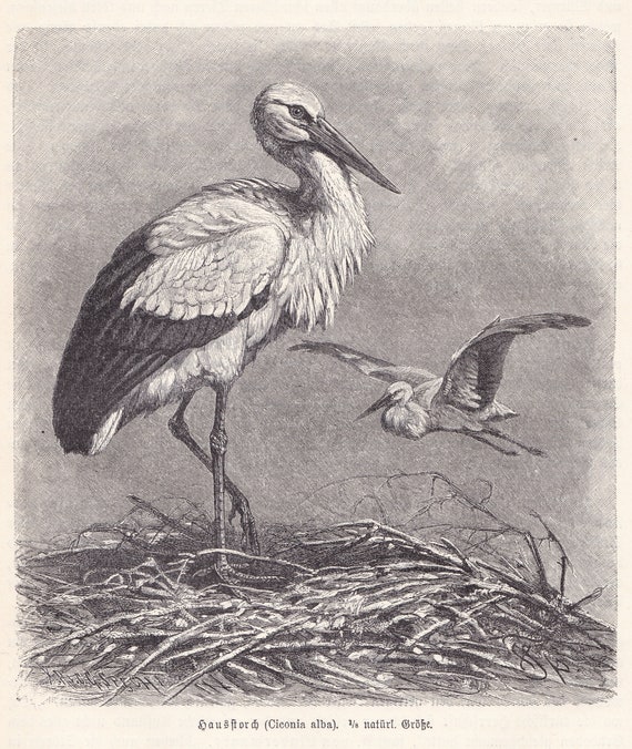 1900 Original Antiker Storch Vogel Original Druck Gravur von - Etsy