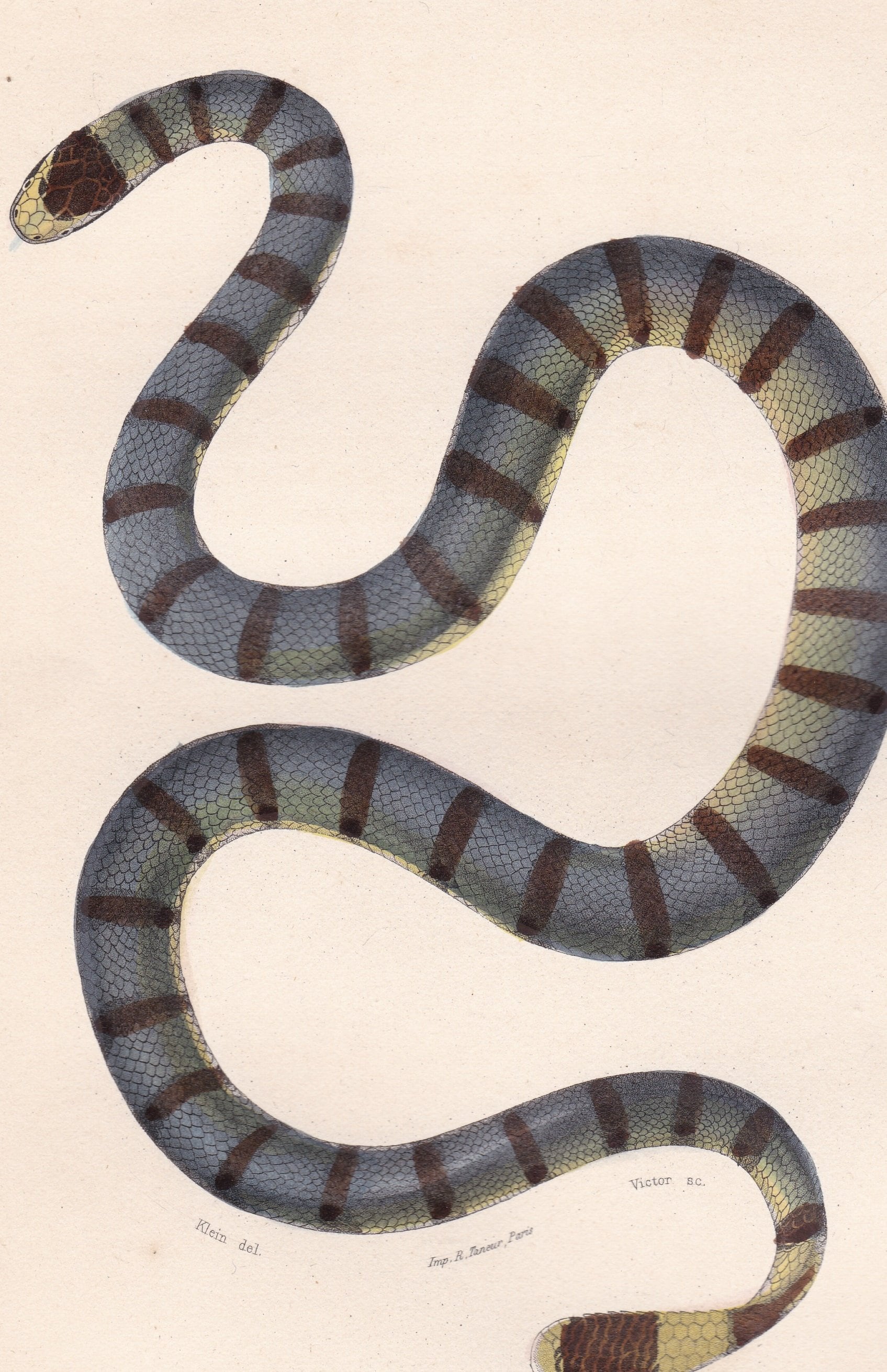 Belchers Sea Snake
