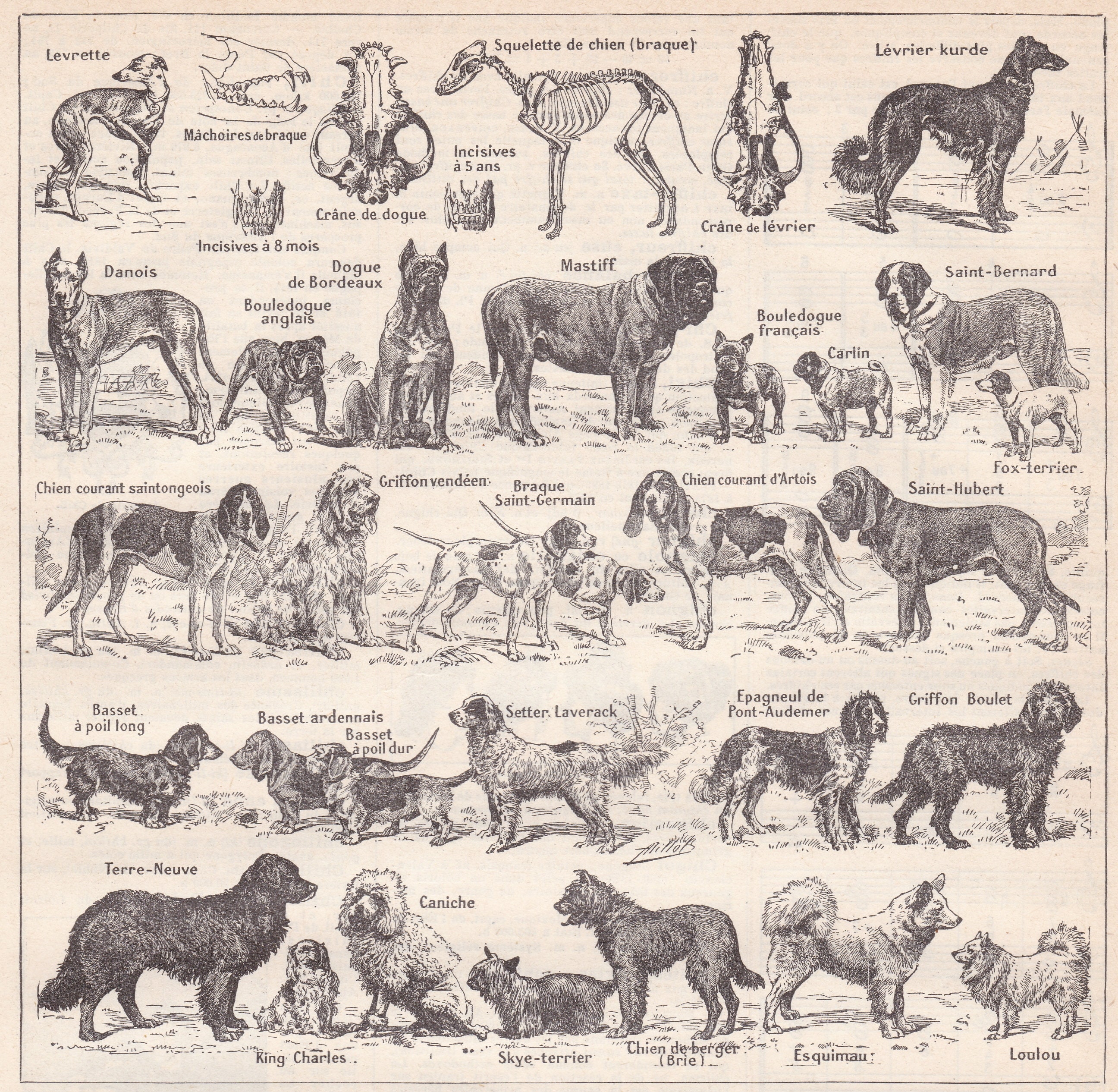 Vintage Original French Types of Dog Canine Mans Best Friend Lithograph ...