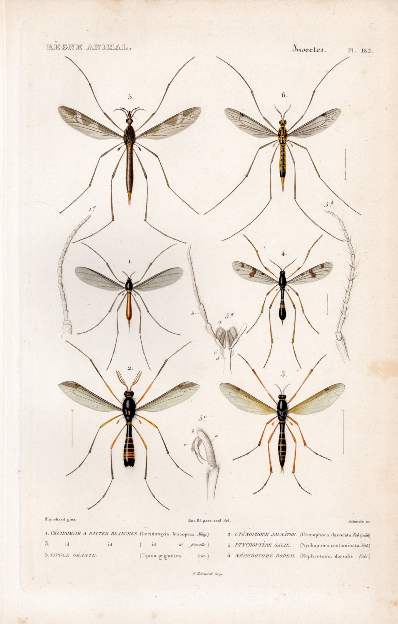 1836 Antique Original Engraving Le Règne Animal Paris Diptera - Etsy Canada