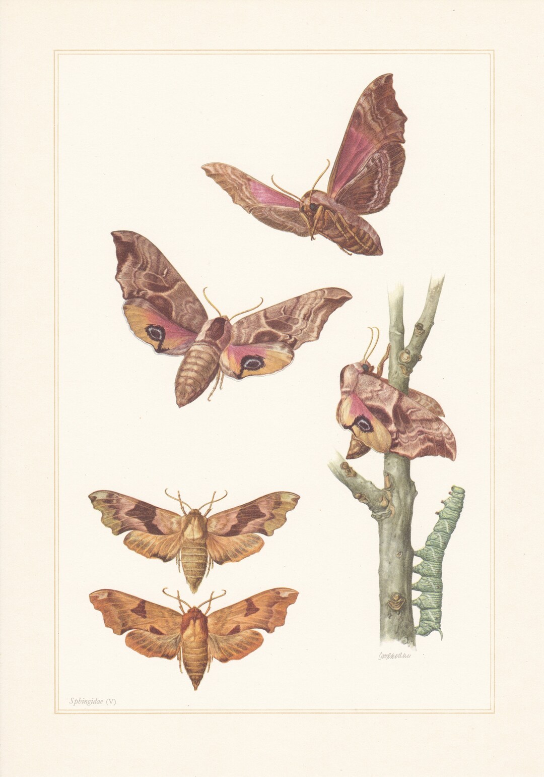 Original Vintage Elephant Hawk Moth Lepidoptera Sphingidae Sphinx ...