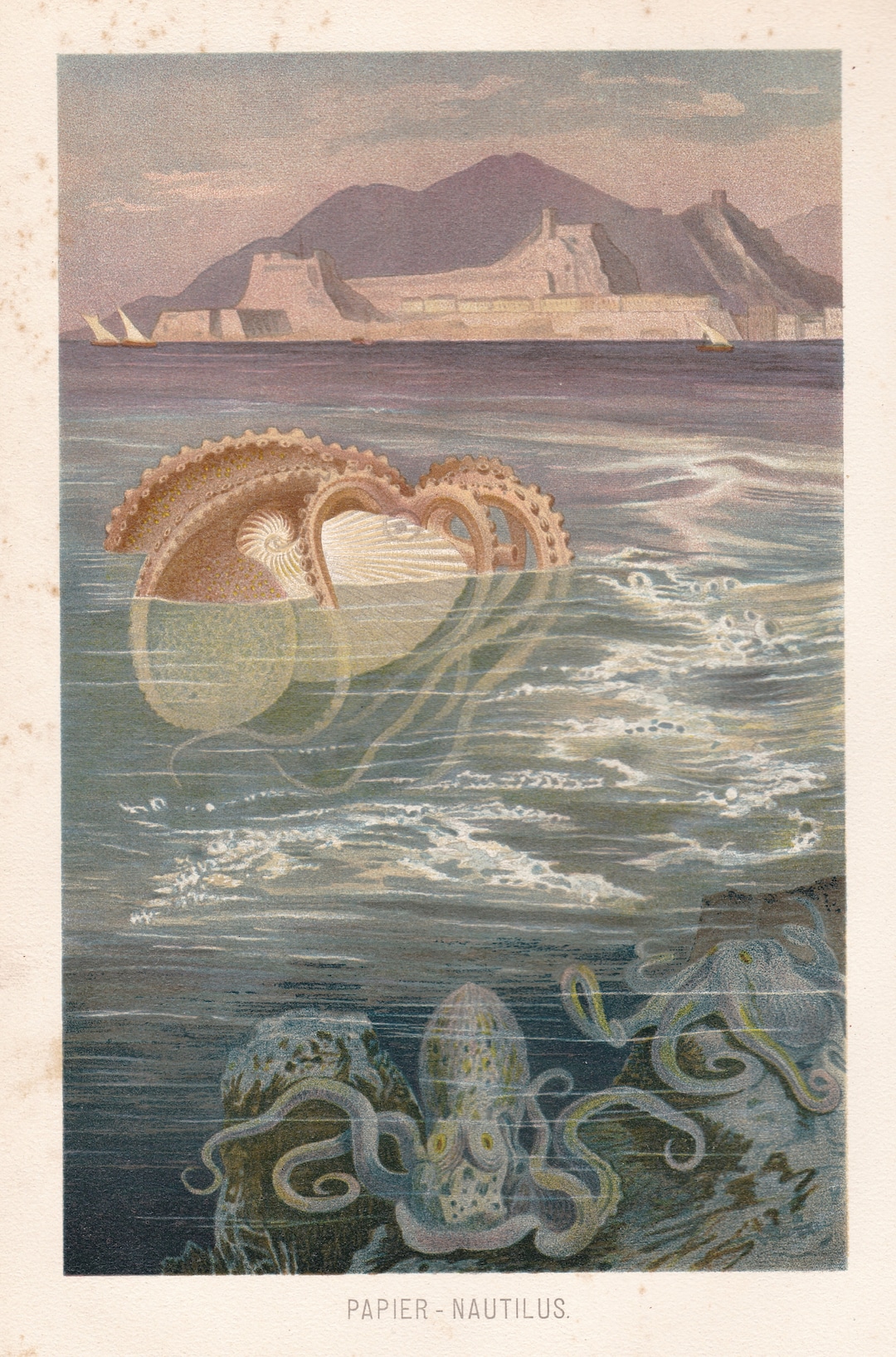 Octopus Squid 1900 Rare Antique Original Print Chromolithograph German ...