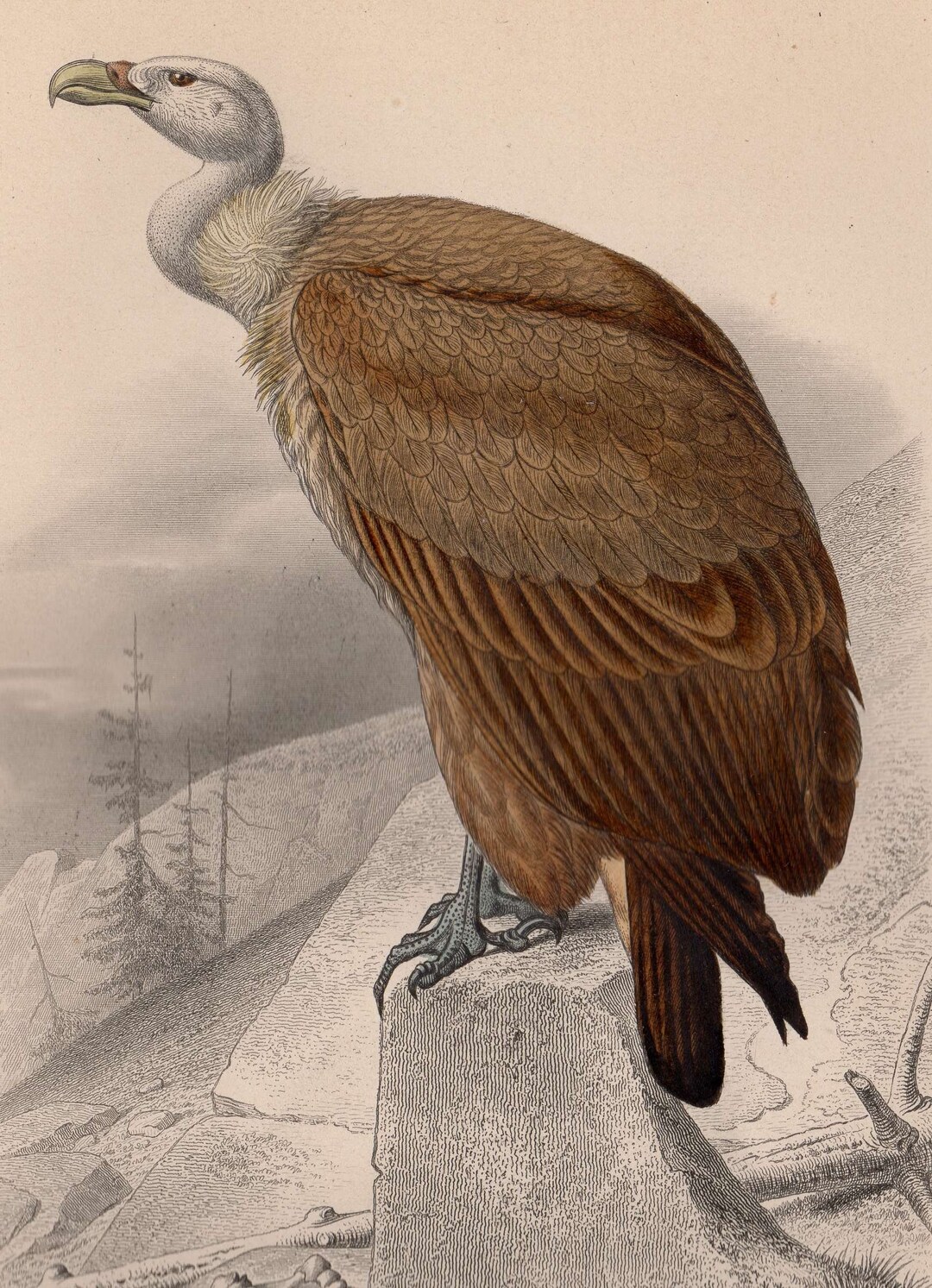 Rare Original Antique Vulture Bird of Prey Hand Colored Engraving From ...