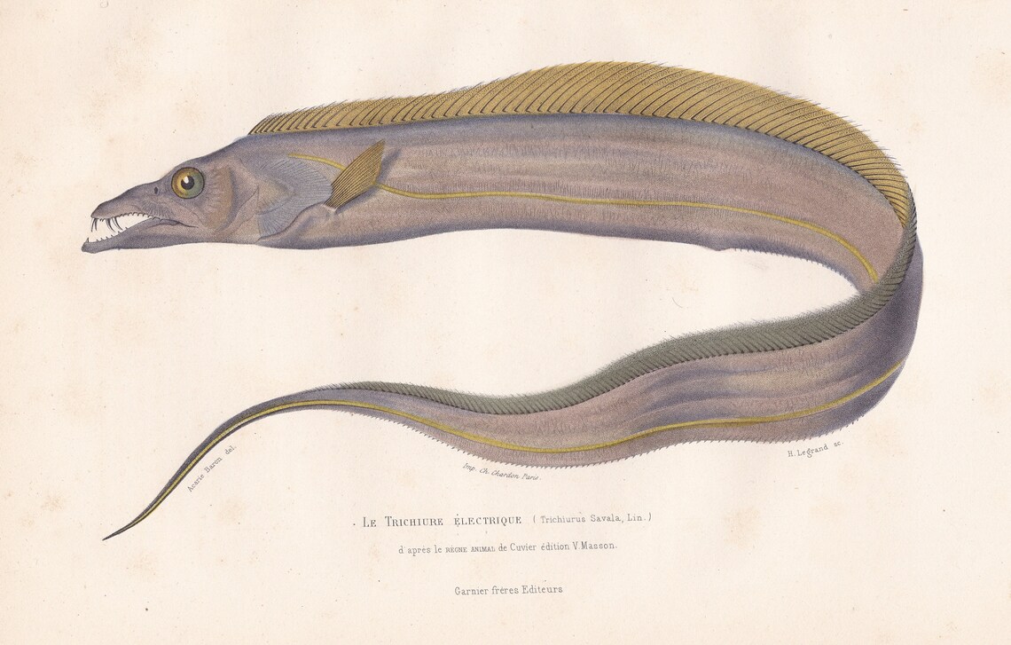 Original Antique Electric Eel Bircher Lepturacanthus Fish Print French ...
