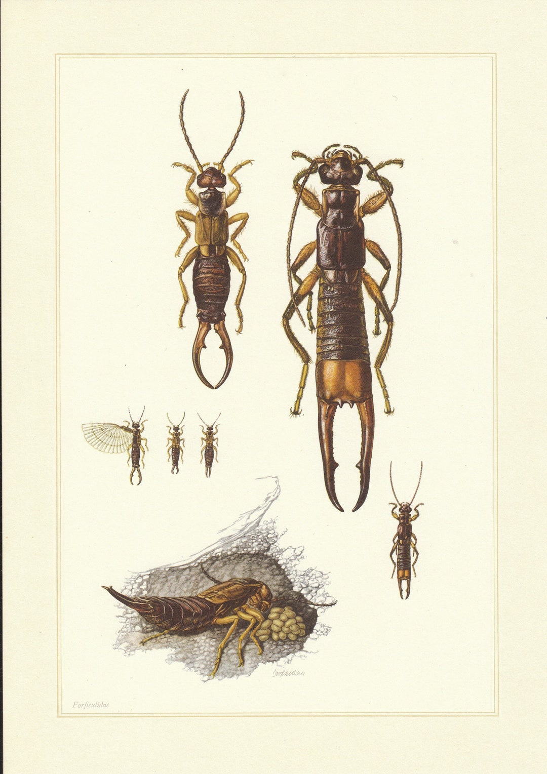 Original Vintage 1961 Earwig Insect Print Insectes D'europe Wall ...