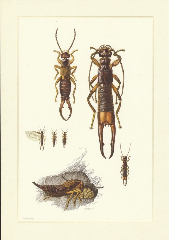 Original Vintage 1961 Earwig Insect Print Insectes | Etsy