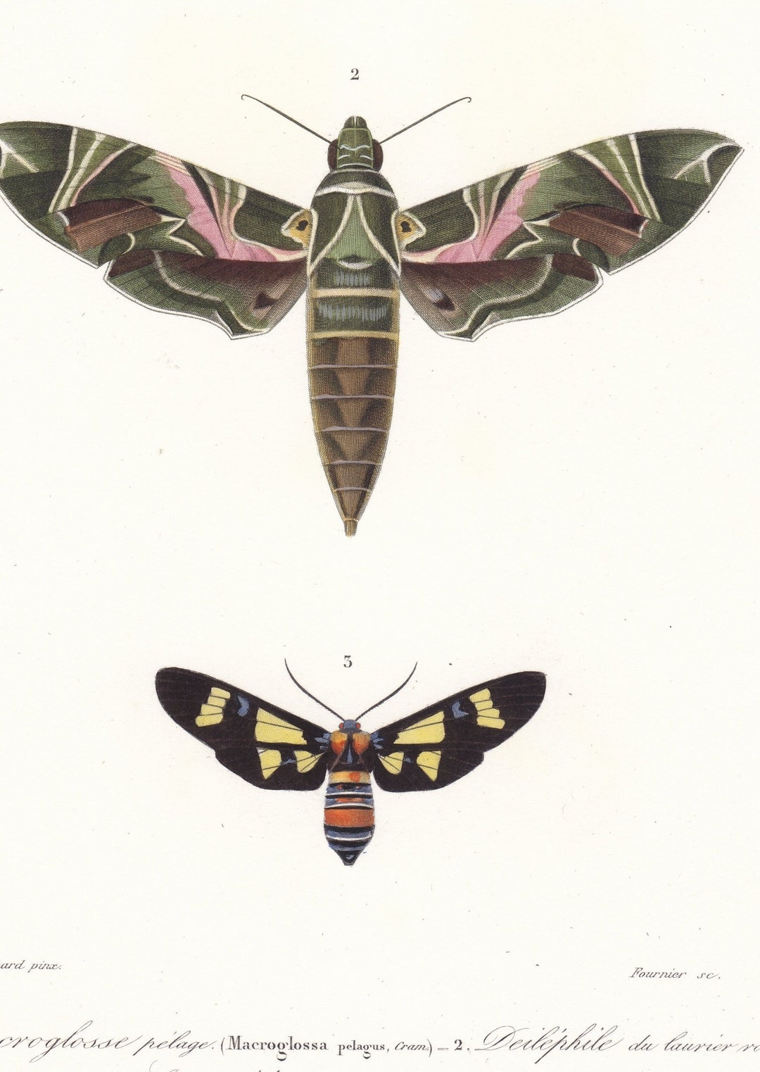 Antique Original Moths Hawk-moths Print Charles D’orbigny Dictionnaire ...