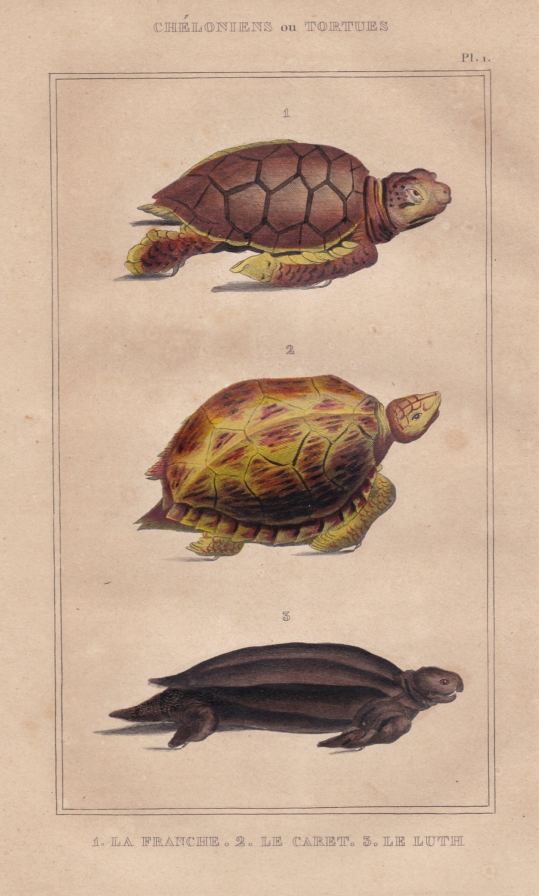 Original Antique Tortoise Turtle French Original Print - Etsy