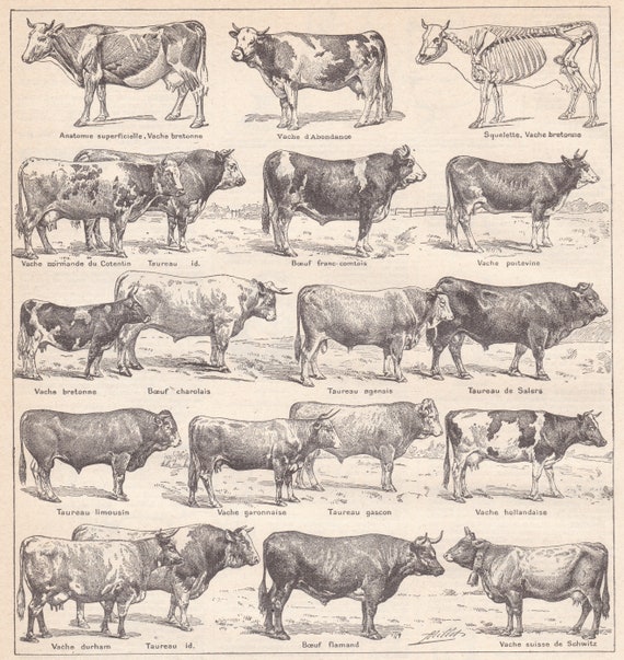 Vintage Original French Types of Cow Cattle Bovin Bovidae Bull - Etsy