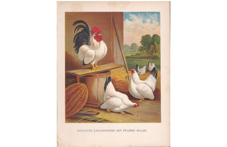 Antique Farmyard Chickens Hens Rooster Country Life Farming Eggs ...