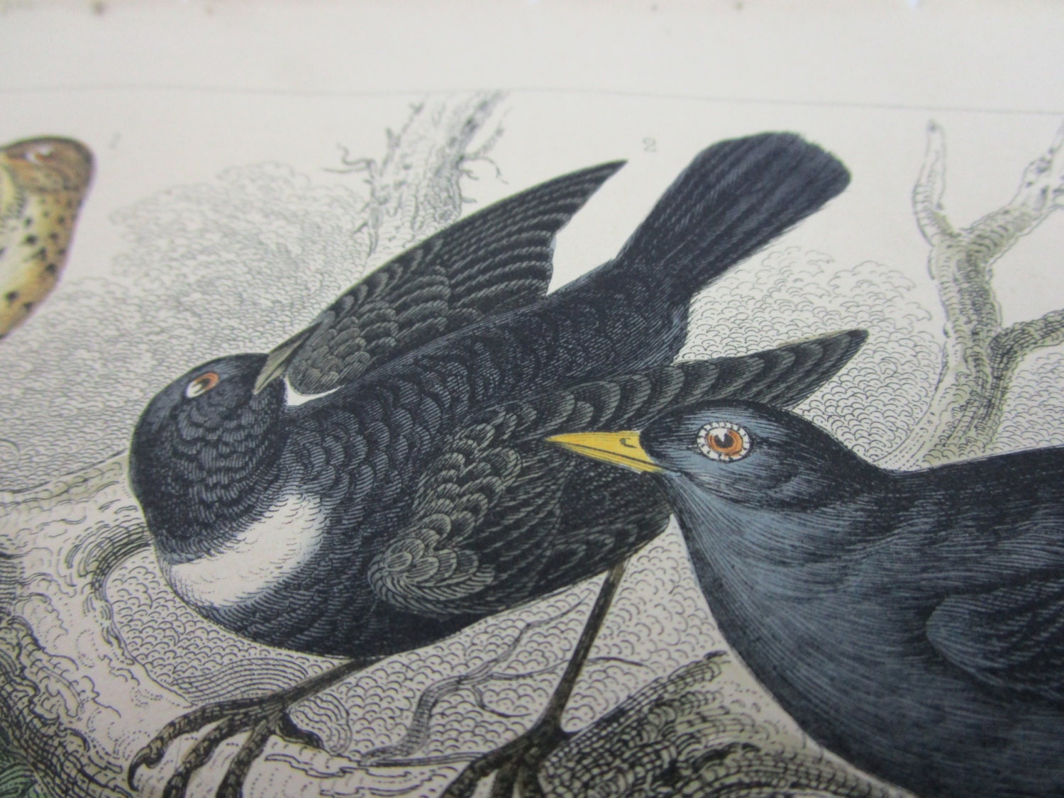 1873 Rare Antique Garden Birds Species Original Print A History of ...