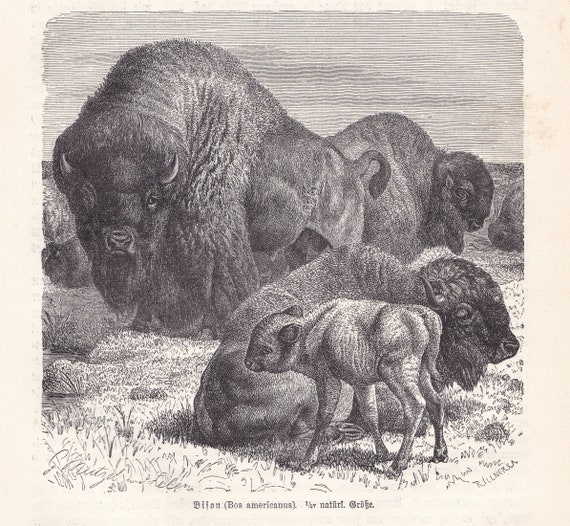 1900 Original Antique American Bison Family on Plain Cattle - Etsy