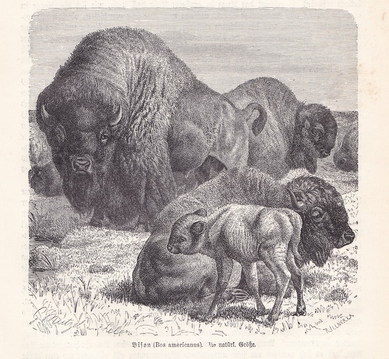 1900 Original Antique American Bison Family on Plain Cattle - Etsy