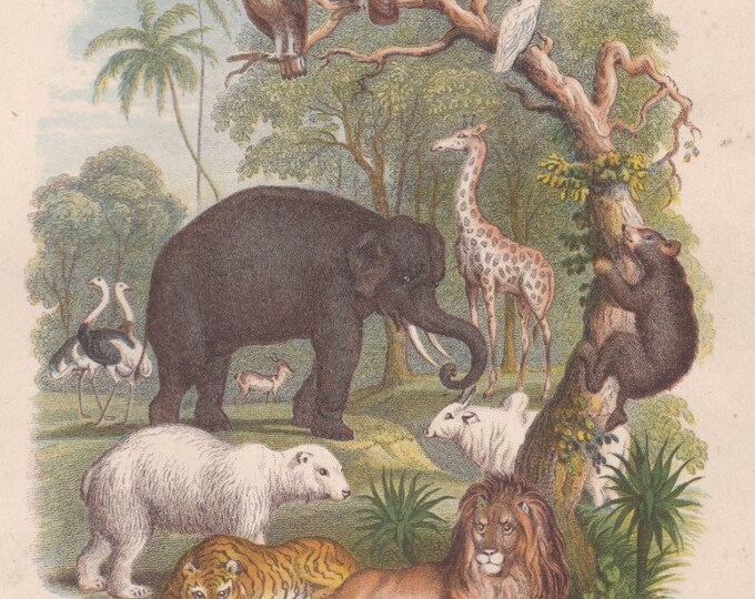 1876 Rare Antique Animal Species Original Print A History of Earth ...