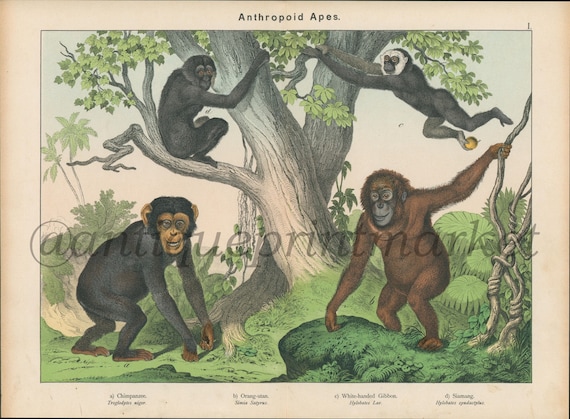Types Of Apes With Pictures