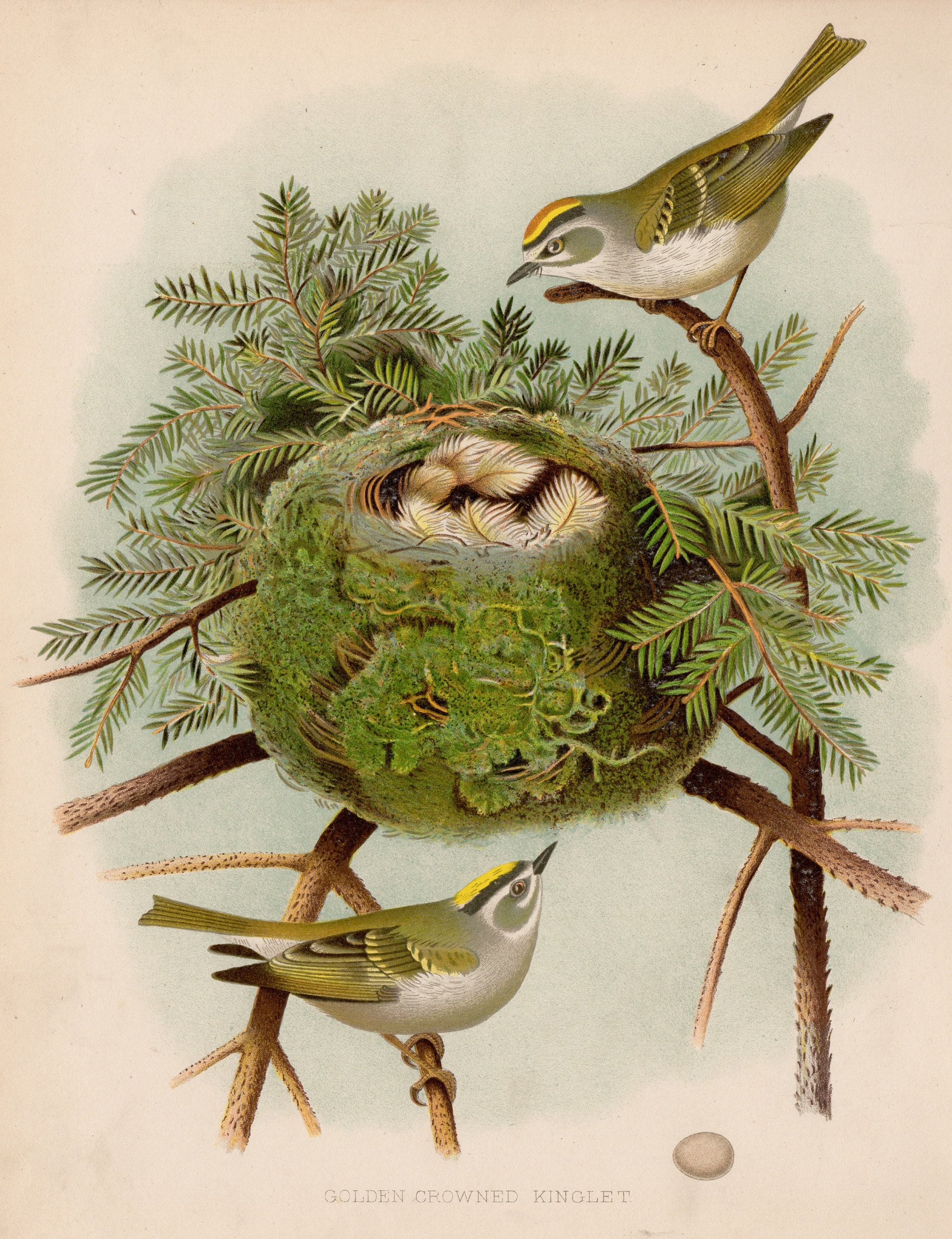 Ruby Crowned Kinglet Nest