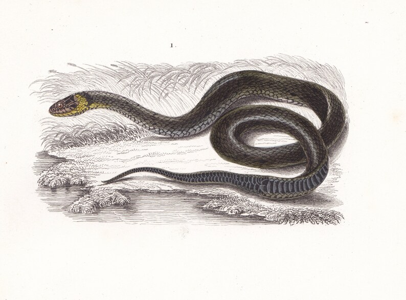 Antique Snake Serpent Viper Reptile Medicine Print Original 1849 Print ...