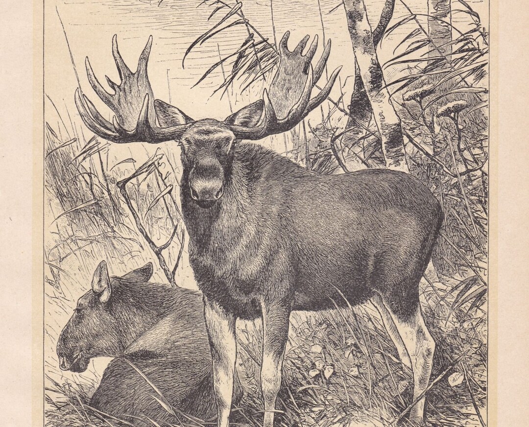 Antique 1895 Elk Moose Deer Chromolithograph Lithograph Print - Etsy