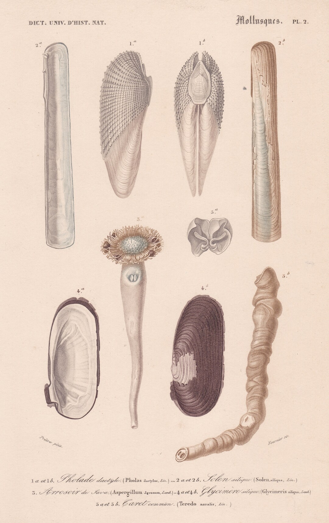 Antique Original Shell Barnacle Anatomy Print Charles D’orbigny ...